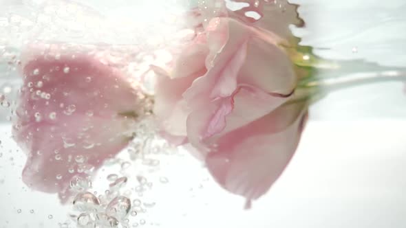 Flower in Water. Pair of Wonderful Pink Roses Are in Clear Water. Water ...