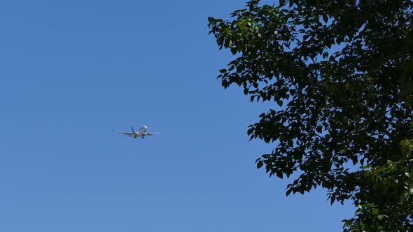 Airplane and Tree, Stock Footage | VideoHive