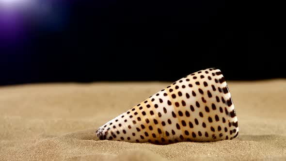 Tiger Sea Shell with Sand, Flyspecked, on Black, Back Light, Rotation ...