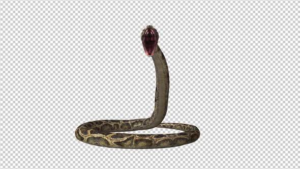 8K Snake, Motion Graphics | VideoHive