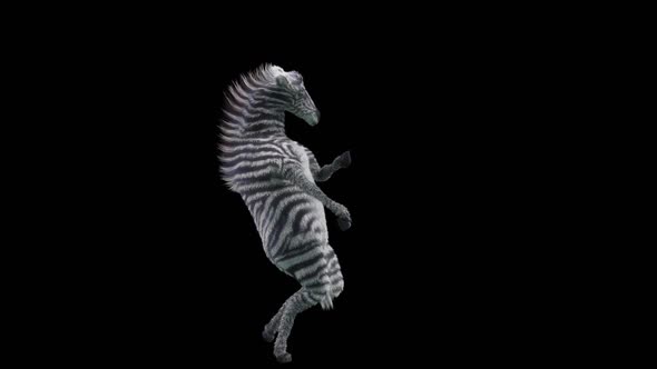 34 Zebra Dancing HD, Motion Graphics | VideoHive