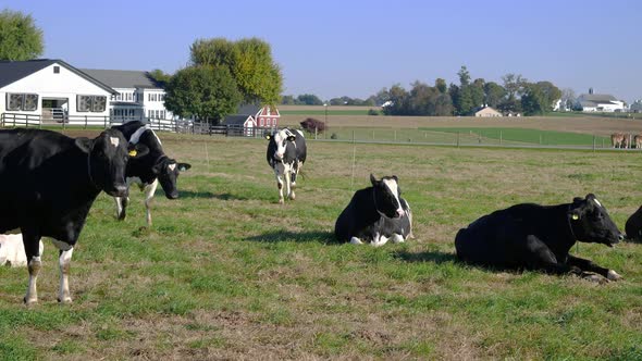 Amish Farm Cows enjoying a Sunny Day in the Fields, Stock Footage ...