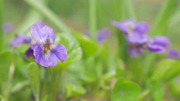 Beautiful European common violet flower buds also known as Viola ...