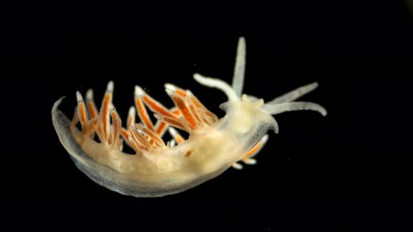Sea slug Coryphella sp. under a microscope, of the Coryphellidae family ...