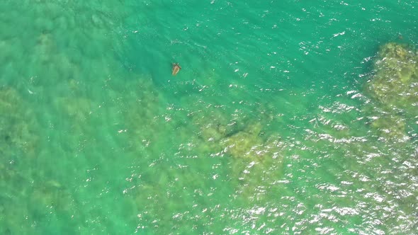 Hawaiian Green Sea Turtles Aerial View Looking Straight Down Above Reef ...