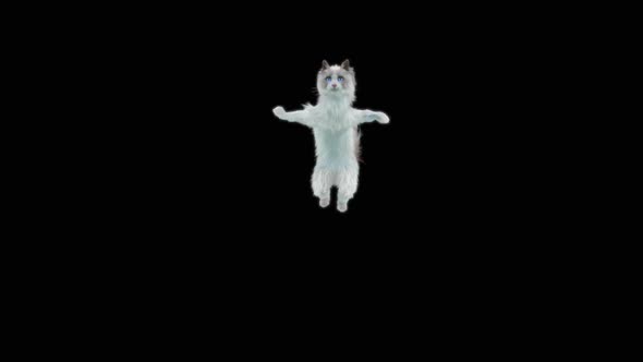Cat Jumping HD, Motion Graphics | VideoHive