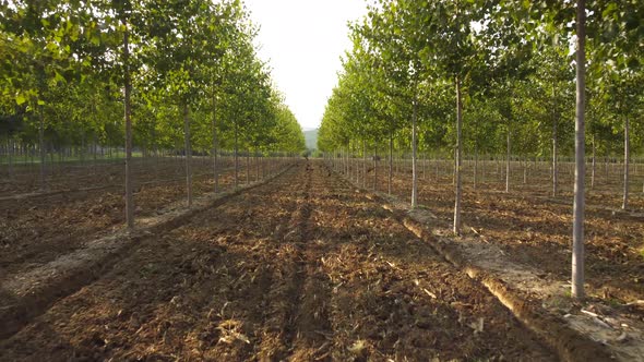 Poplar trees organic agriculture cultivation, poplars field, Stock Footage