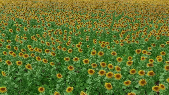 Aerial View of Sunflowers Field. Flight Over the Sunflower Field ...