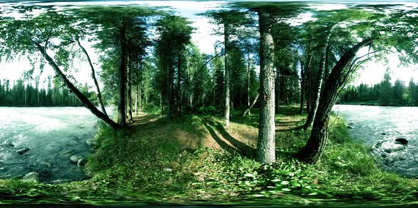 360 VR Virtual Reality of a Wild Forest. Pine Forest, Small Fast, Cold ...