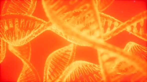 Structure of the DNA Double Helix Animation, Motion Graphics | VideoHive