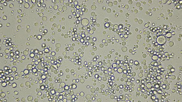 Milk Under the Microscope, Fresh, Natural, the Movement of Useful ...