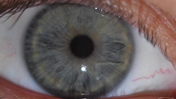 Macro Shot of the Contraction of the Gray Pupil of the Human Eye, Stock ...