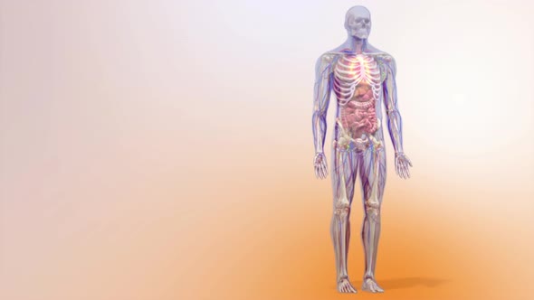 Transparent human anatomy highlighting the stomach and rib cage and ...