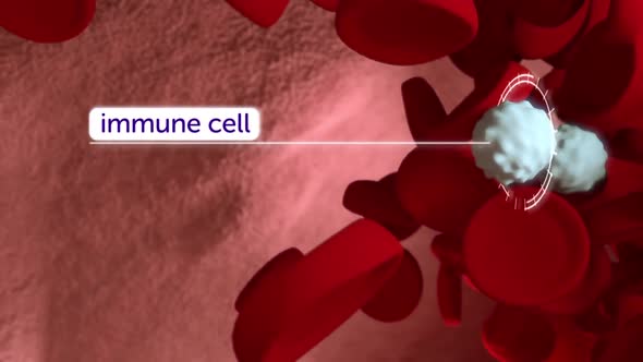 3D Medical Animation of Immunotherapy., Motion Graphics | VideoHive