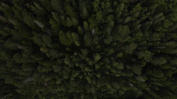 Amazing top down view of pine forest as the drone circles higher and higher revealing more trees ...