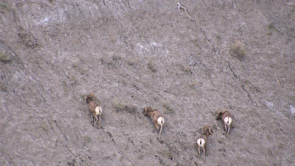 Four bighorn sheep digging and licking dirt on hillside, Stock Footage