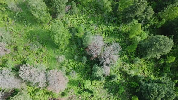 Forest is Dying. Unhealthy Woodland Birds Eye View., Stock Footage