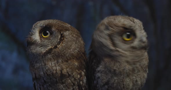 Baby Owls Shaking Their Heads and Looking Around, Curious, Tiny Birds ...