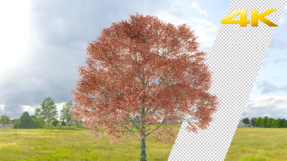 Red Oak Tree 4K, Motion Graphics | VideoHive