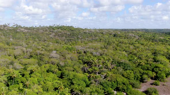 Aerial View of Tropical Forest, Jungle in Praia Do Forte, Brazil, Stock ...
