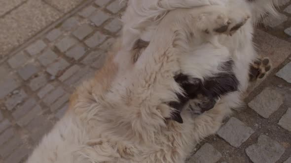 Happy Dogs Play with Each Other Feeling Well Enjoy Playtime Play ...