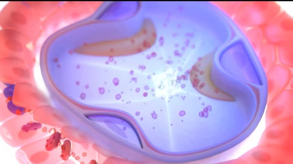 Medical Animation of Alveoli and your respiratory system.Blood and ...