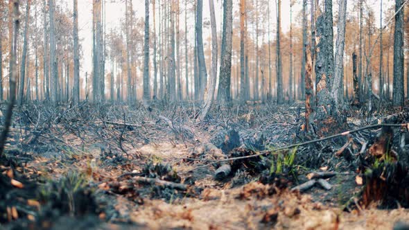 Smoldering Trees and Bushes Surrounded with Smoke, Stock Footage ...