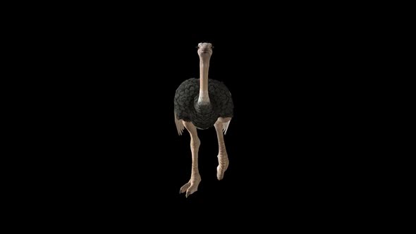 Ostrich Walk - Front Angle, Motion Graphics | VideoHive
