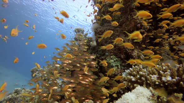 Underwater Tropical Glass Fish, Stock Footage | VideoHive