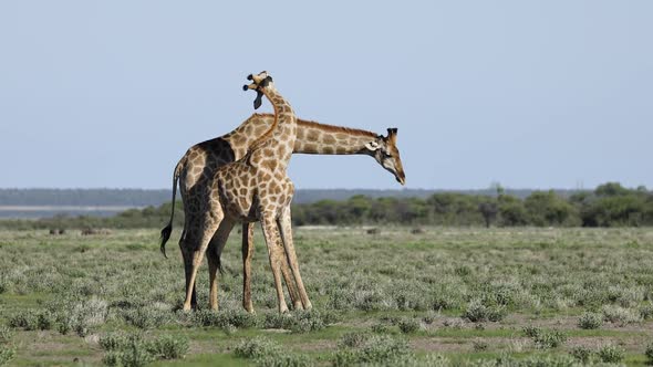 Giraffes Play Fighting - Etosha, Namibia, Stock Footage | VideoHive