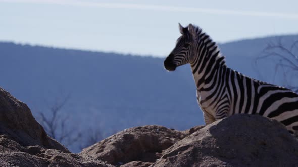 Zebra alone in front of mountain range, Stock Footage | VideoHive