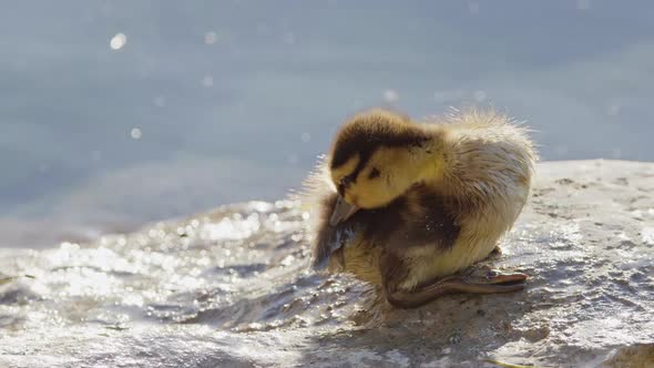 Baby duckling preening itself on a rock out of the water, Stock Footage