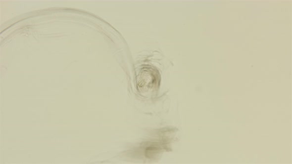 Under a Microscope, Plankton and Zooplankton, Appendicularia Belong To ...