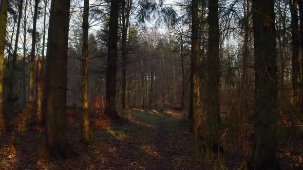 Denmark Forest with Footpath, Stock Footage | VideoHive