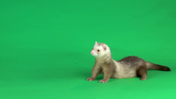 Ferret Is Walking and Sniffing at Green Screen Background., Stock Footage