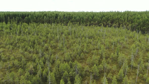 Swamp in the Taiga Flight Over the Forest, Stock Footage | VideoHive