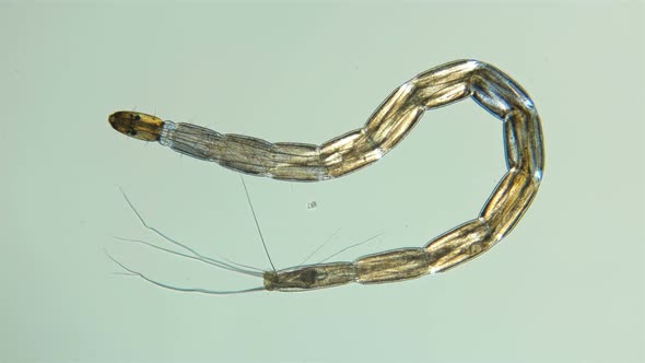 Larva Biting Midges of Under a Microscope, Stock Footage | VideoHive