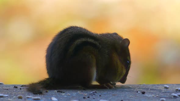 Chipmunk Stuffing Cheeks with Food, Stock Footage | VideoHive