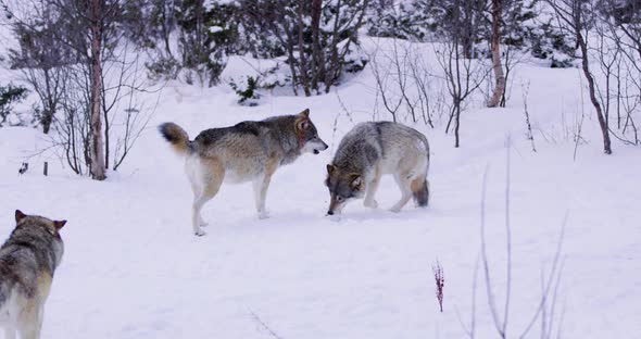 Adult Wolf Show His Submission To Alpha, Stock Footage | VideoHive