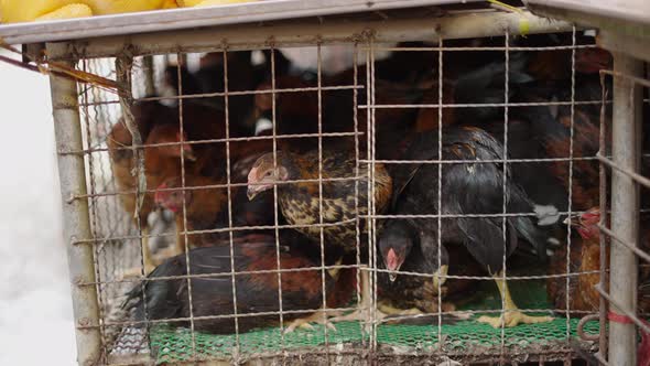 Huddled Chicken on Top of Each Other in Dirty Cage in Klong Toei Market ...