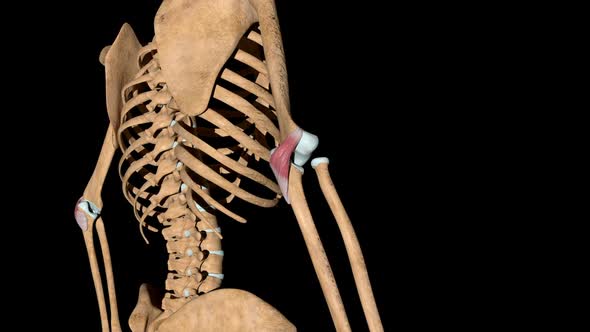 Anconeus Muscles On Skeleton, Motion Graphics | VideoHive