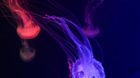 Shiny Vibrant Fluorescent Jellyfish Glow Underwater, Dark Neon Dynamic ...