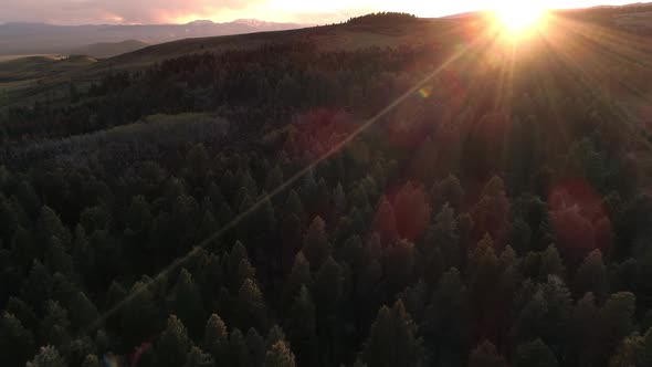 Sun peaking over mountains while flying over pine tree forest, Stock ...