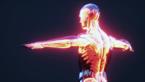 Human Muscular System Anatomical Infographic, Motion Graphics | VideoHive