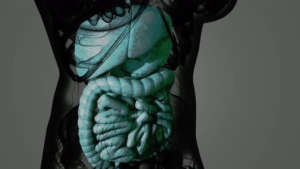 Detailed Human Digestive System Anatomy, Motion Graphics | VideoHive