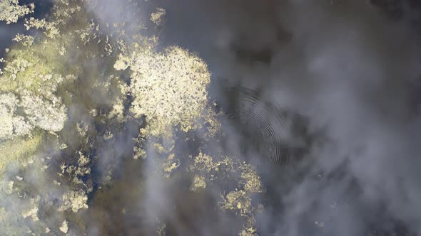 Overgrown Lake. Algae and duckweed on the surface of pond, Stock Footage