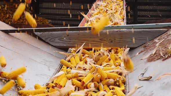 Sorting Corn, Stock Footage | VideoHive