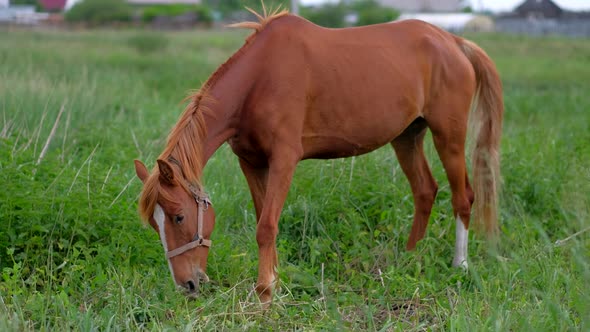 Ginger Horse Grazing in Nature, Stock Footage | VideoHive