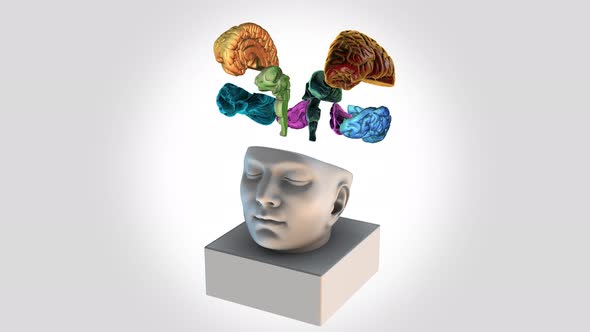 Size Intracranial Brain Structure Rotation Zoom Out Colored Parts ...