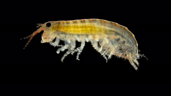 Amphipoda of the Talitridae Family Under the Microscope, They Are ...